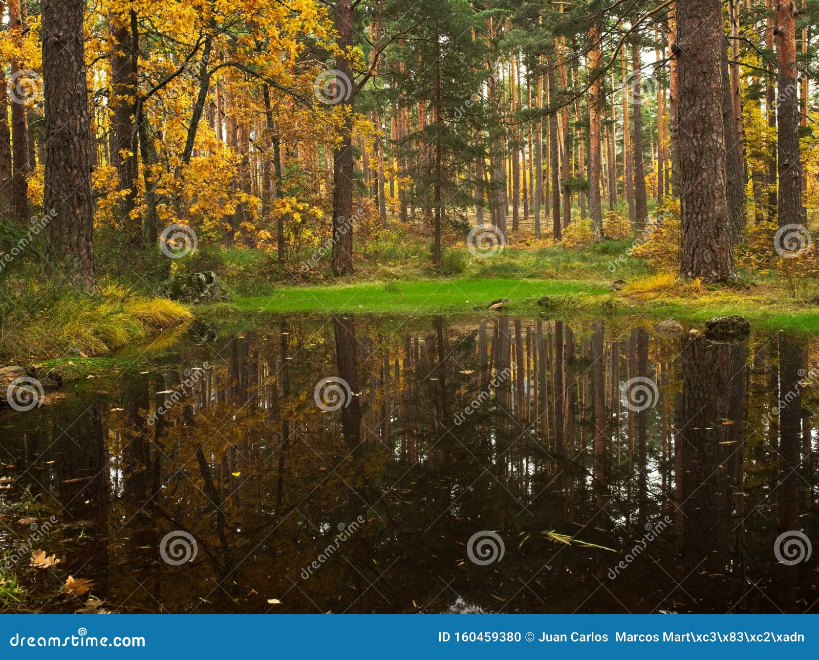 Reflections of Trees in the Pond Stock Photo - Image of scenic, yellow ...