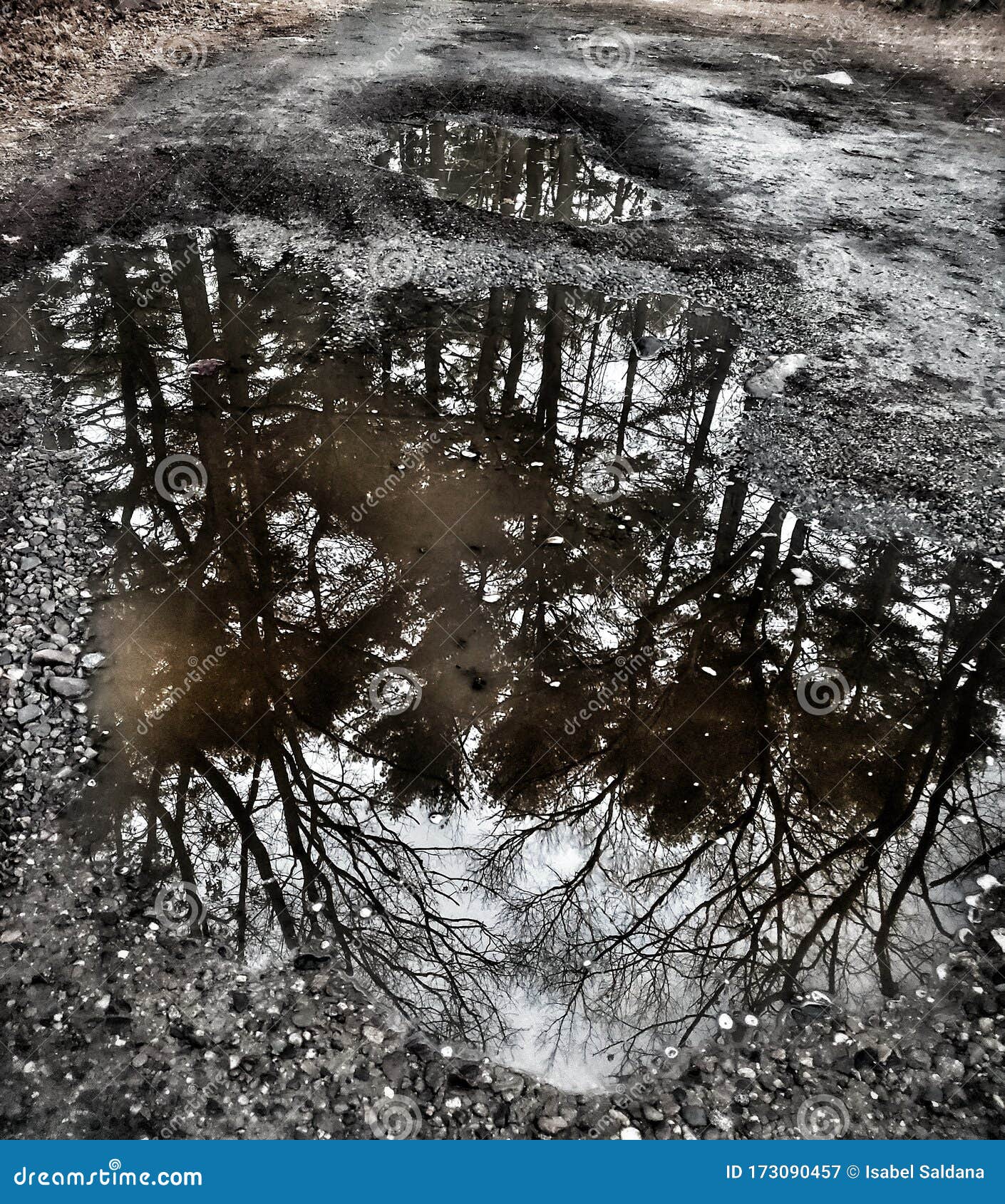 Trees reflecting in puddle stock image. Image of abstract - 173090457