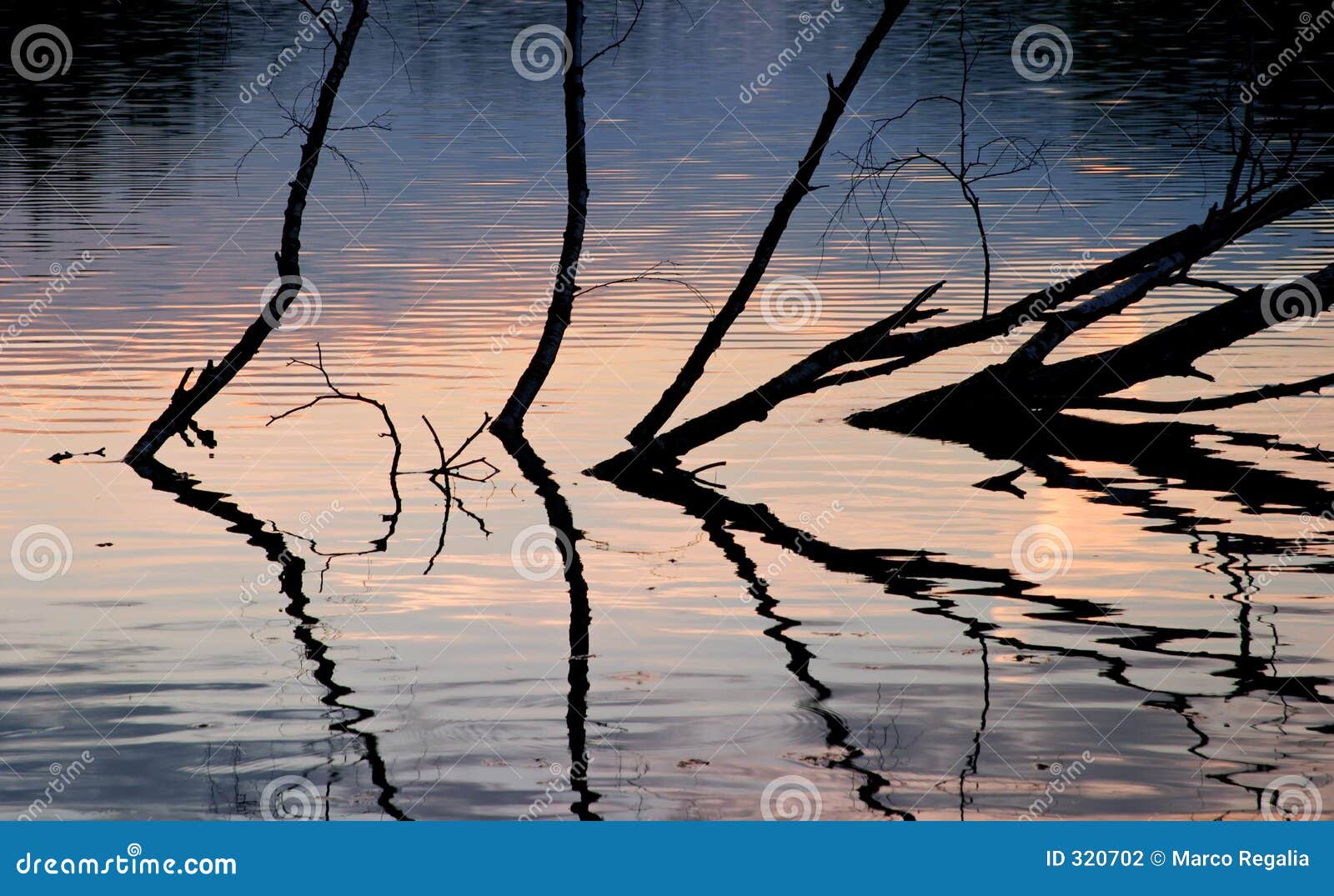 Trees reflecting on water stock photo. Image of nature - 320702 Trees reflecting on water stock photo. Image of nature - 320702