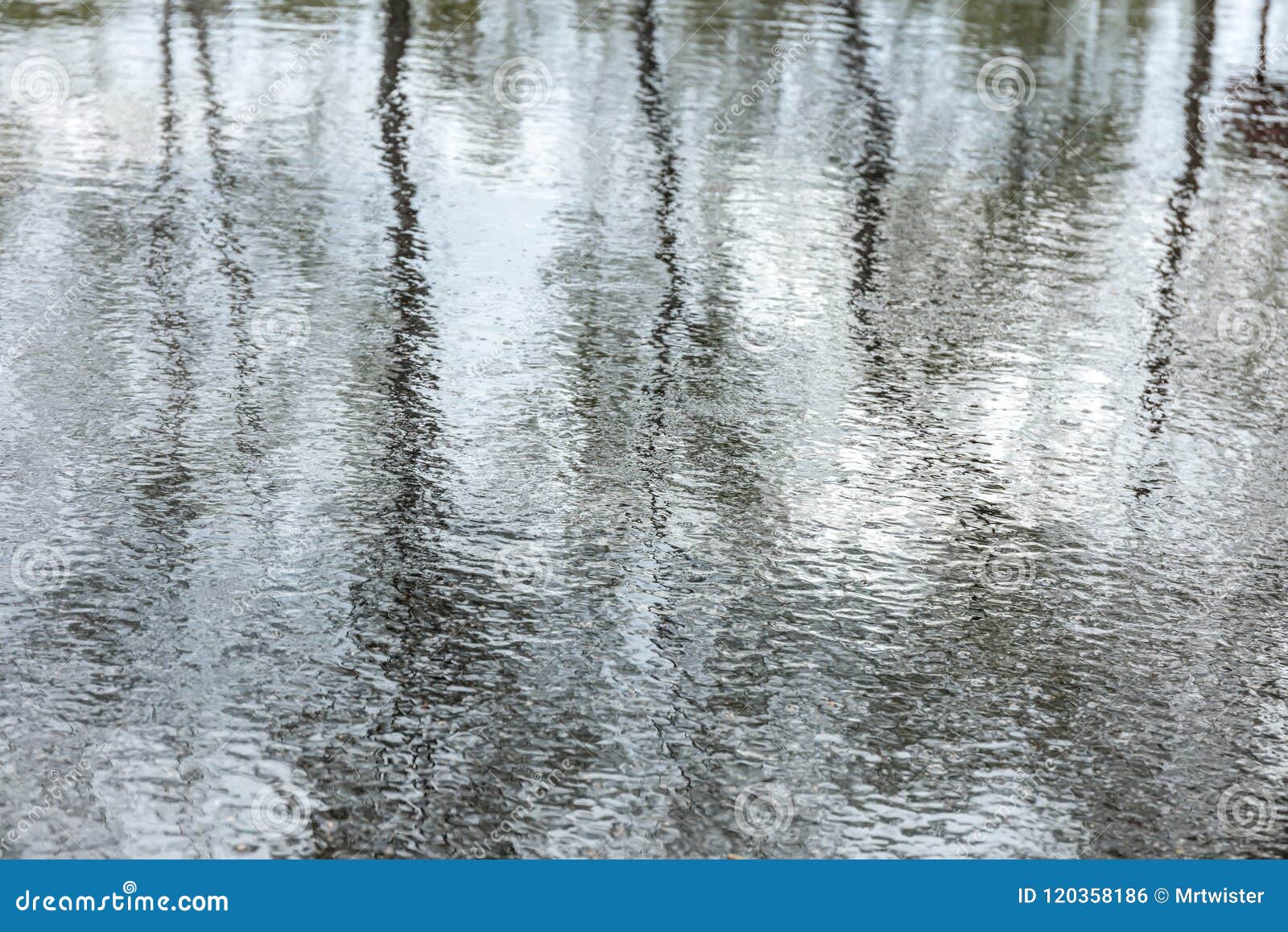 Trees Reflecting in Water Puddle in Street during Rain Stock Photo ... Trees Reflecting in Water Puddle in Street during Rain Stock Photo ...