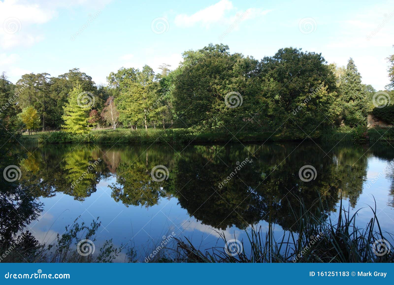 Trees Reflecting on Water stock image. Image of reflecting - 161251183