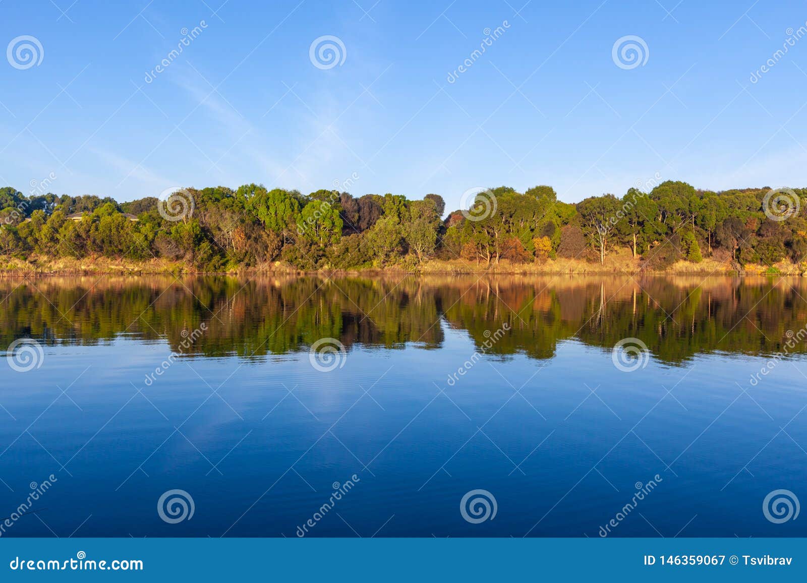 Trees reflecting in water. stock image. Image of river - 146359067