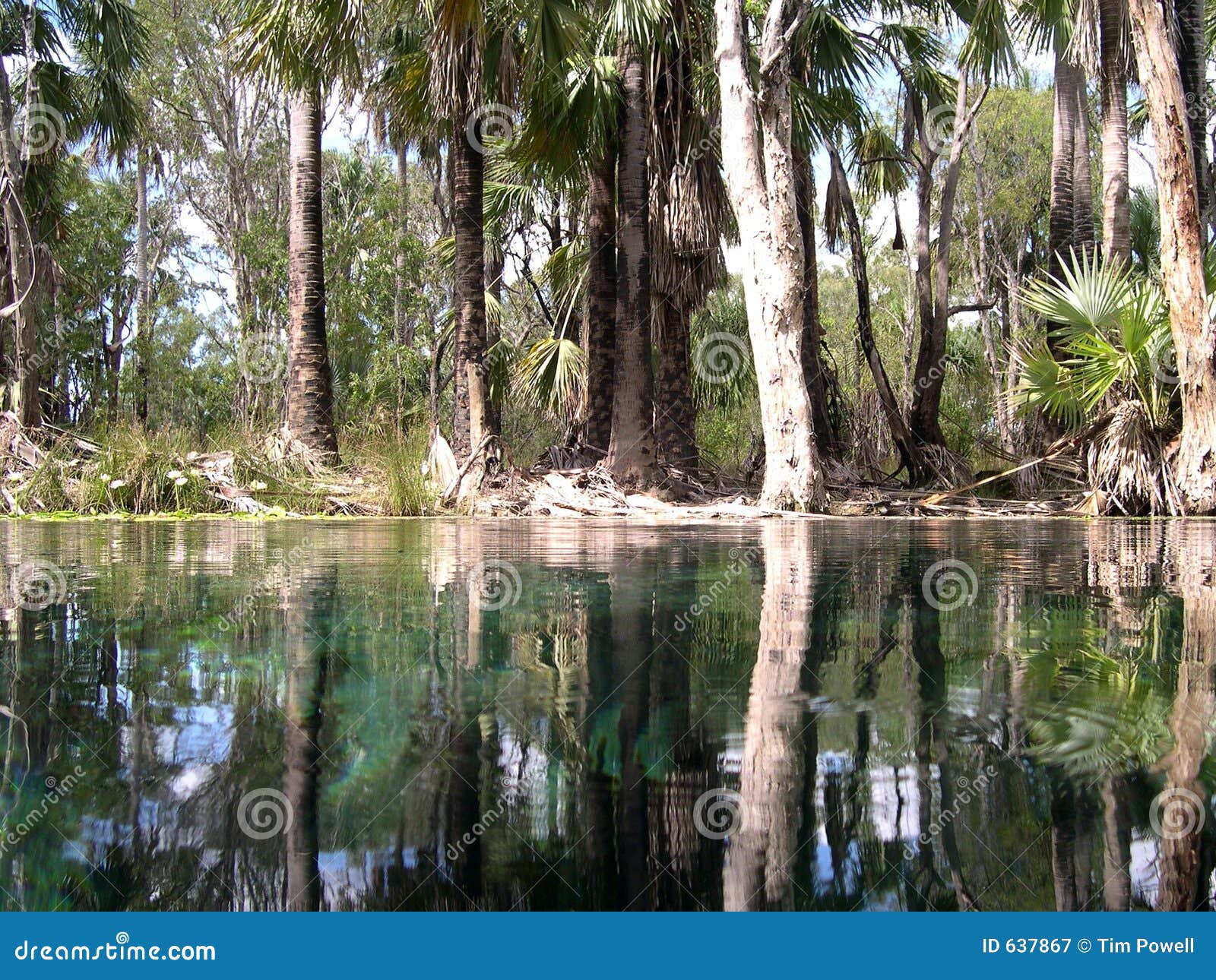 Trees Reflection, Australia Stock Image - Image of green, landscape: 637867