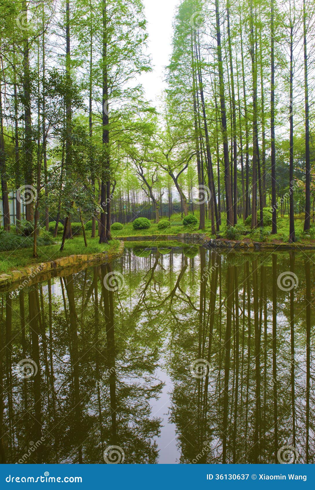 Trees and reflection stock image. Image of scene, landscape - 36130637