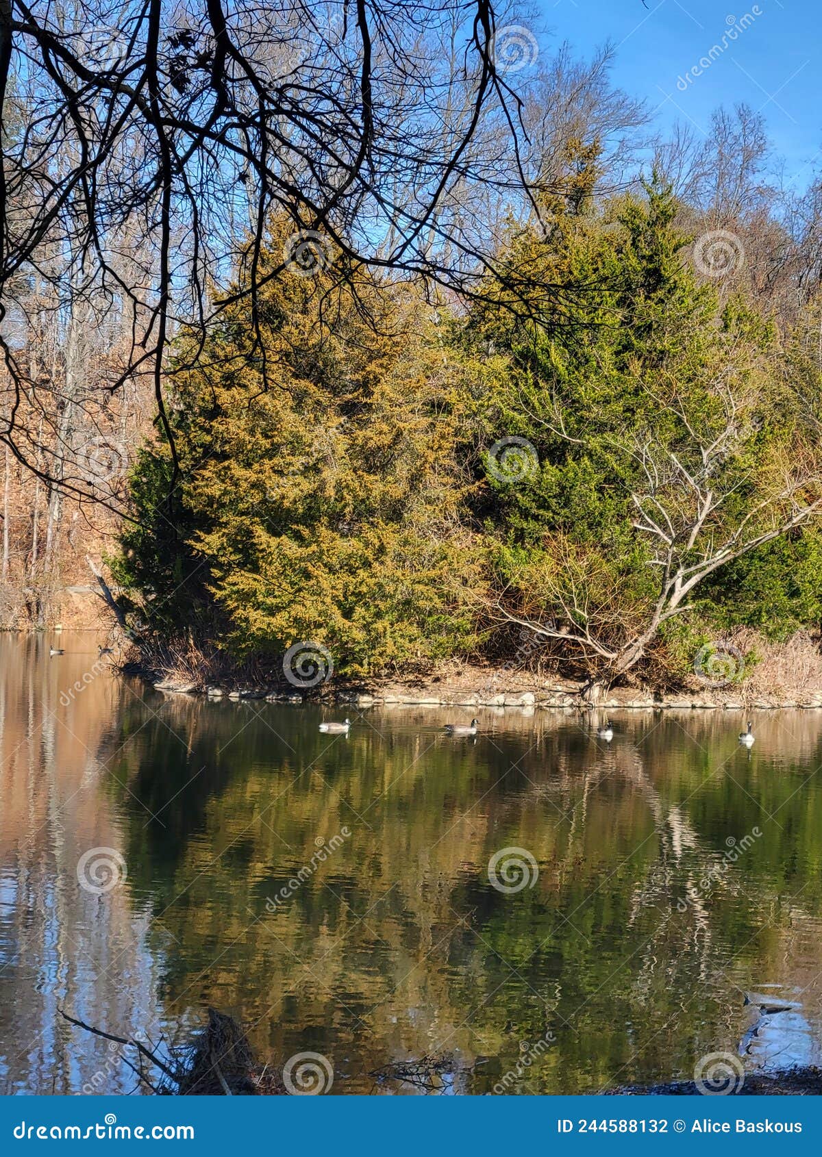 Trees Reflection in Centennial Lake Stock Photo - Image of lake, scenic ...