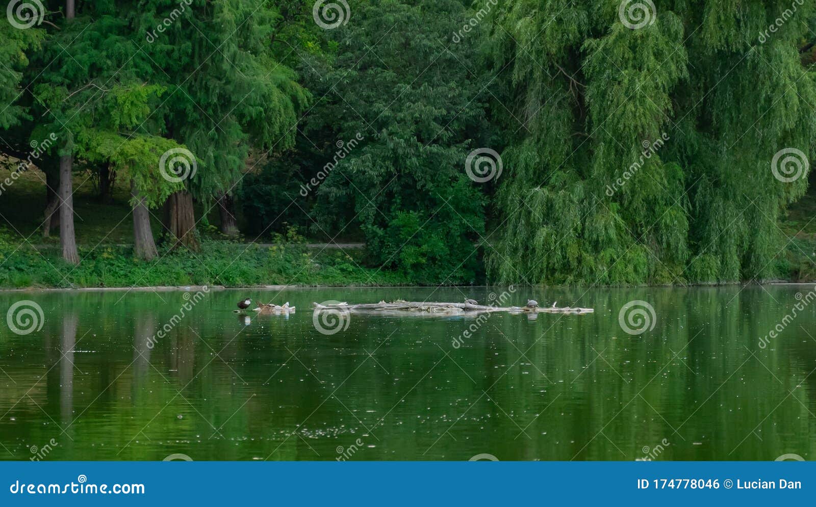 Trees reflection on a lake stock photo. Image of nature - 174778046