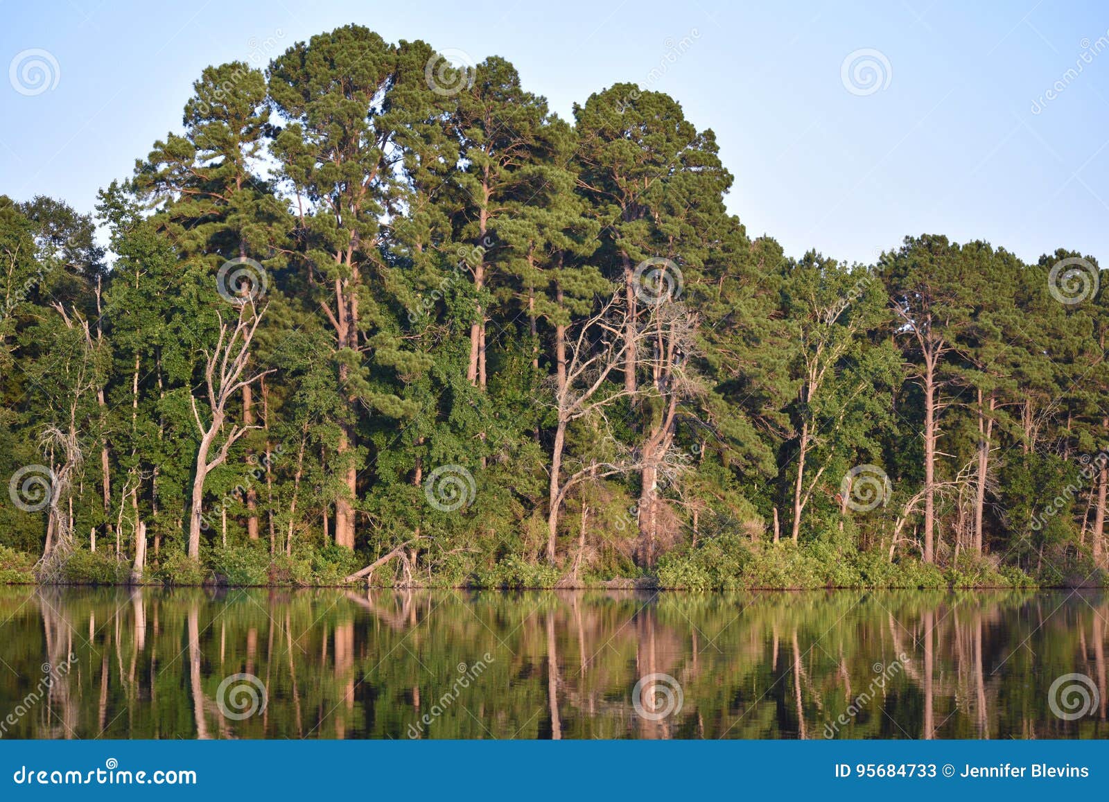 Trees Reflection on Lake Water Stock Image - Image of color, nature ...