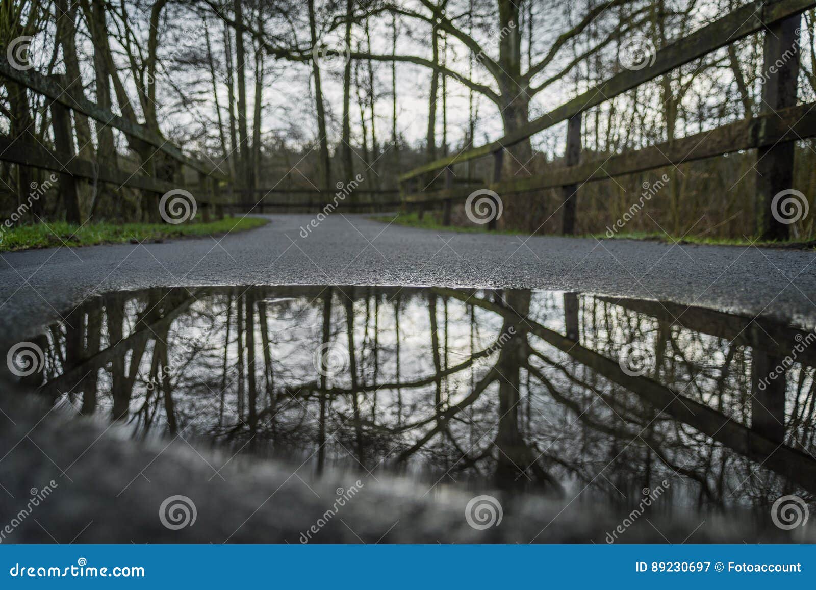 Trees reflection in puddle stock image. Image of background - 89230697