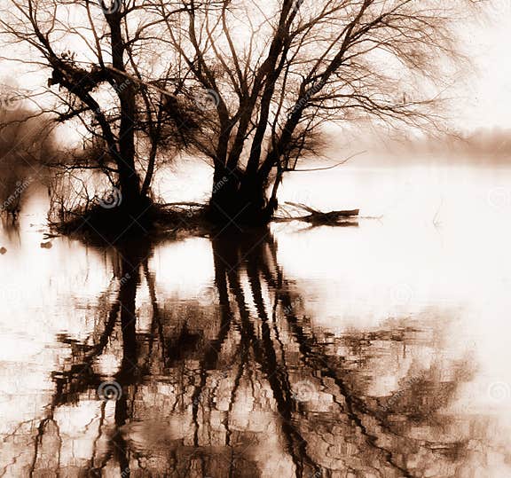 Trees and Reflection in Sepia Stock Photo - Image of peace, cold: 19375082