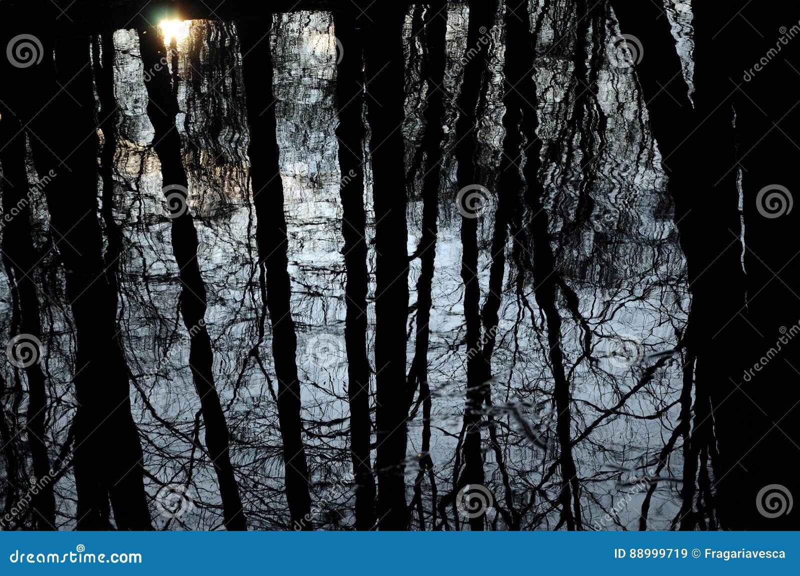 Trees reflection stock image. Image of sunset, trees - 88999719
