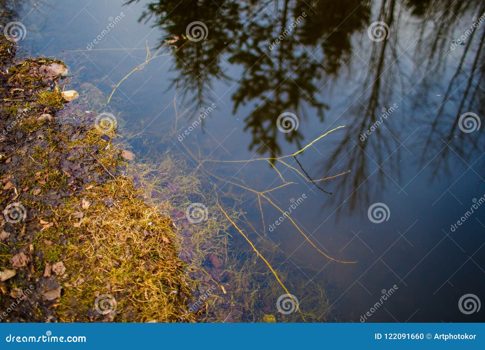 Trees Reflection in Tranquil Pond in Spring Stock Photo - Image of ...