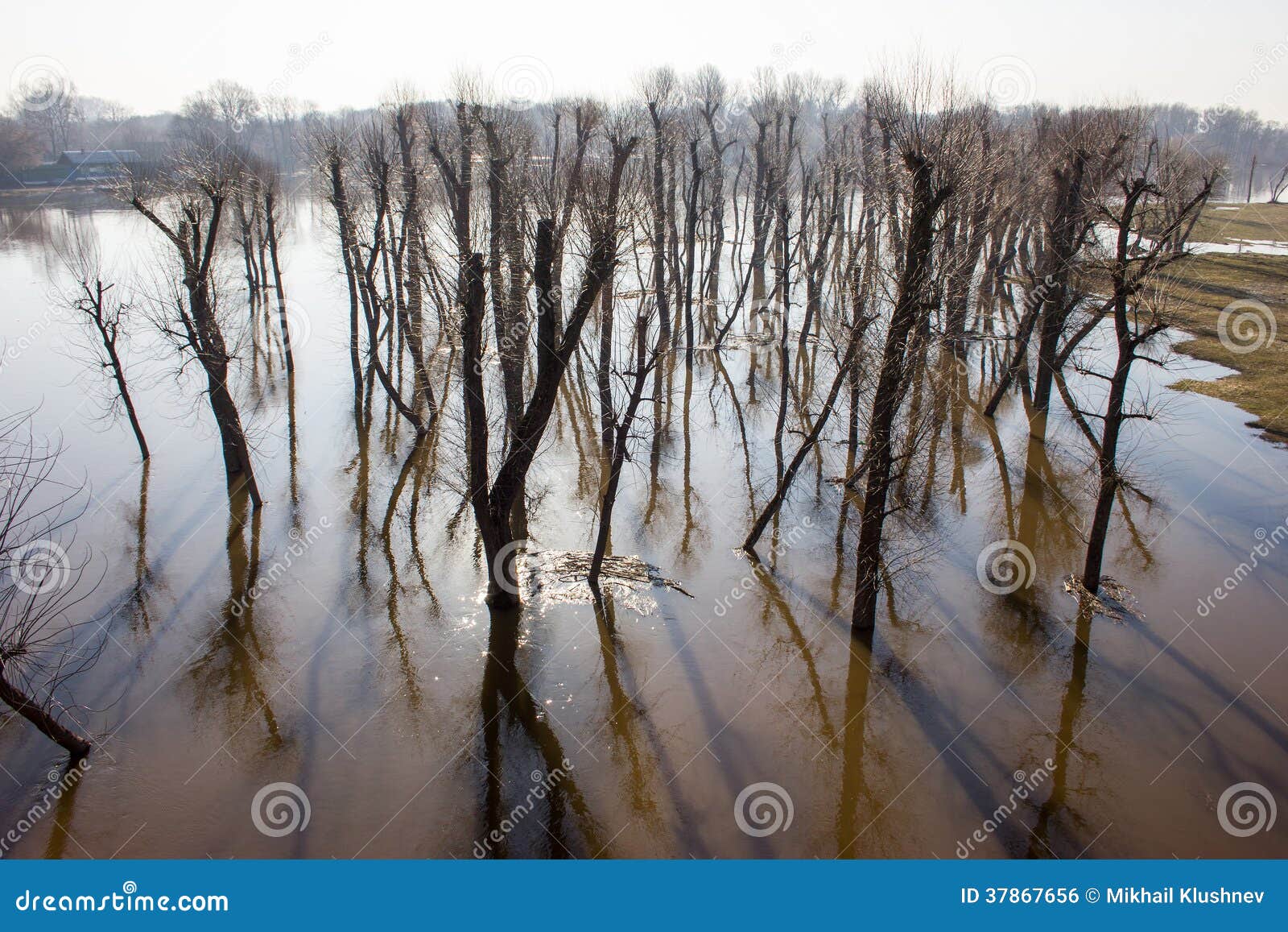 Trees reflection on water. stock photo. Image of landscape - 37867656