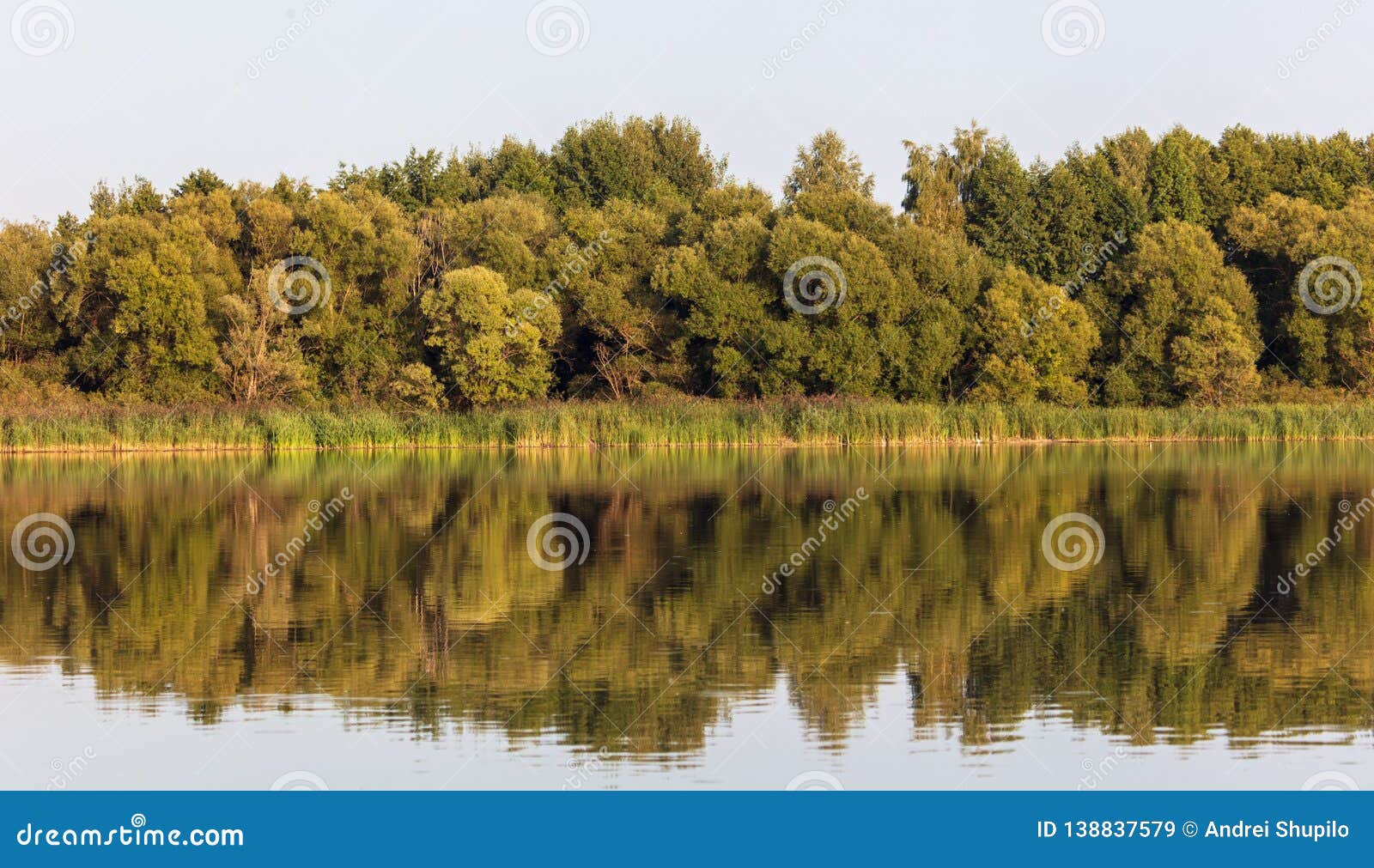Trees with Reflection on the Water As a Background Stock Image - Image ...