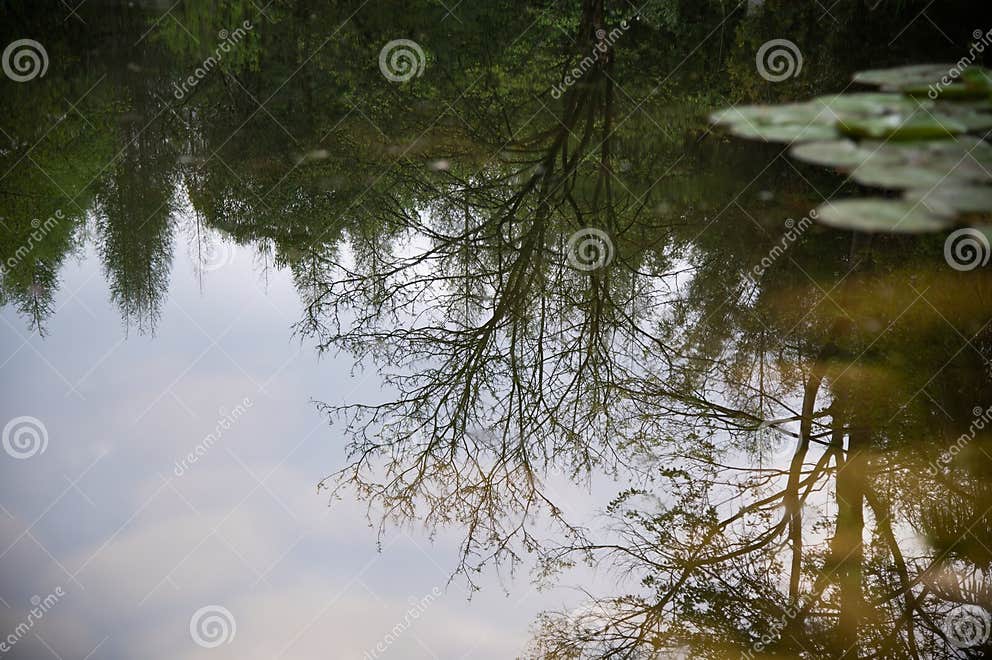 Trees Reflection in water stock image. Image of shadow - 312864891