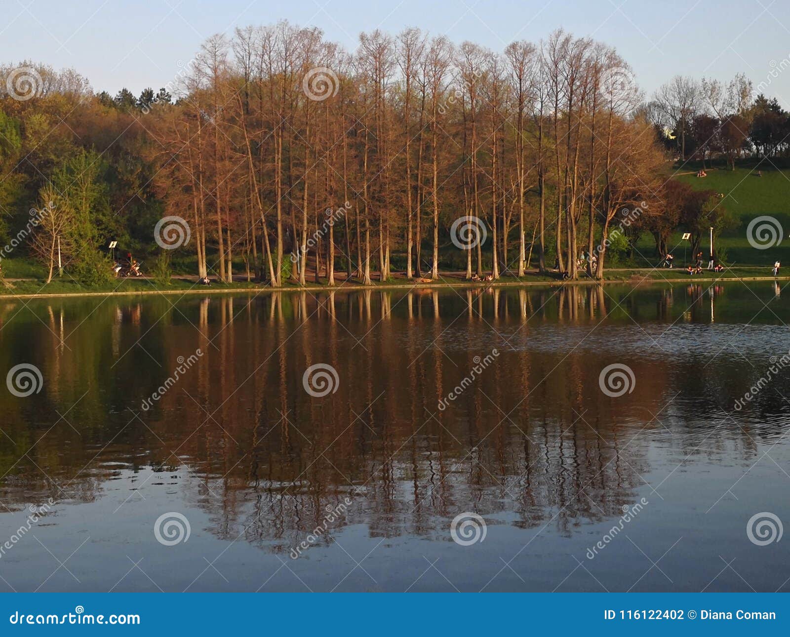 Trees Reflection in the Water Stock Photo - Image of panorama, outdoor ...