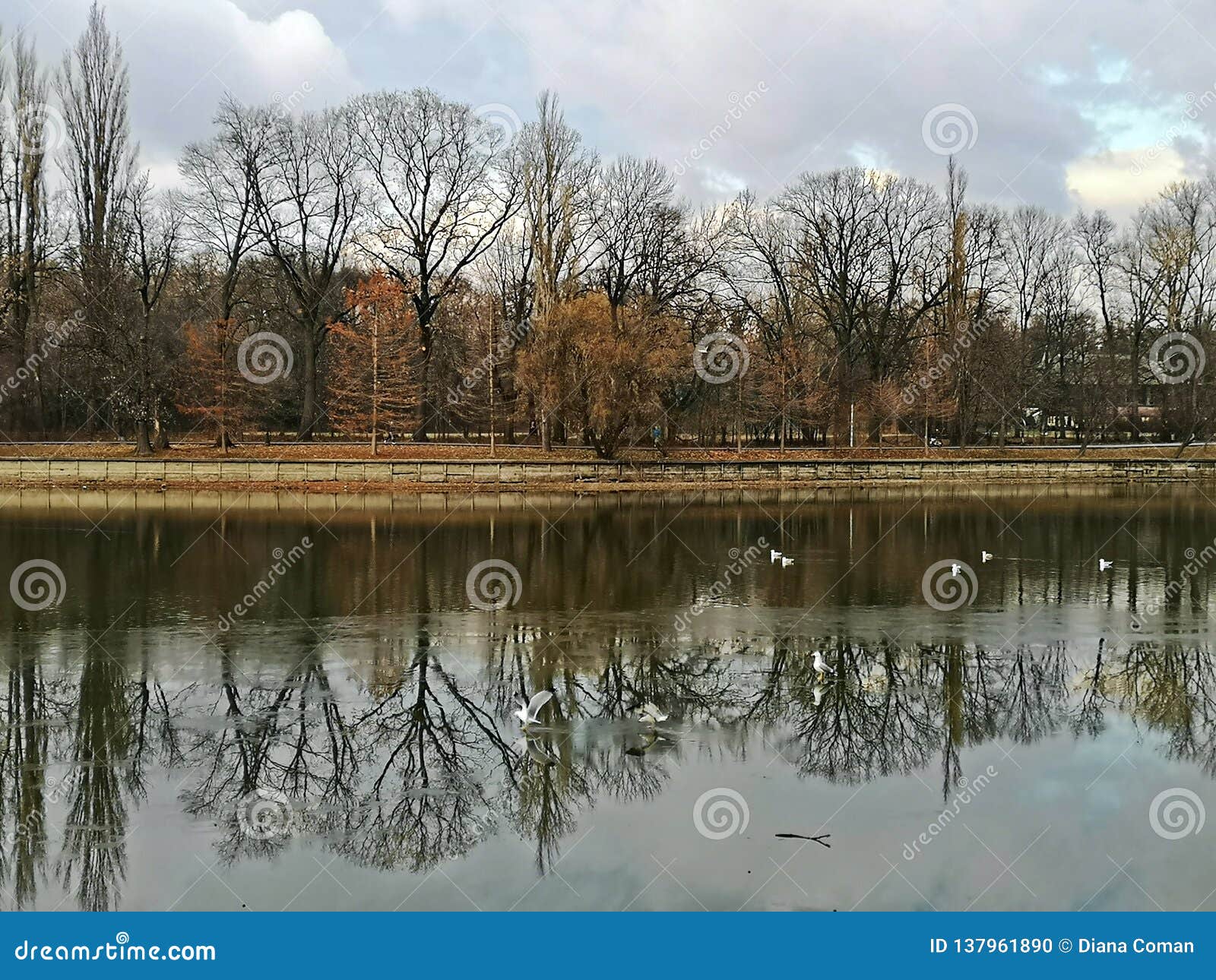 Trees Reflection in the Water during Winter Stock Photo - Image of ...