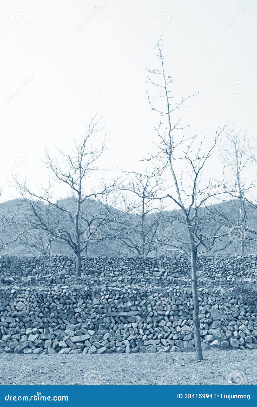 Trees in the Retaining Wall Stock Photo - Image of plants, material ...