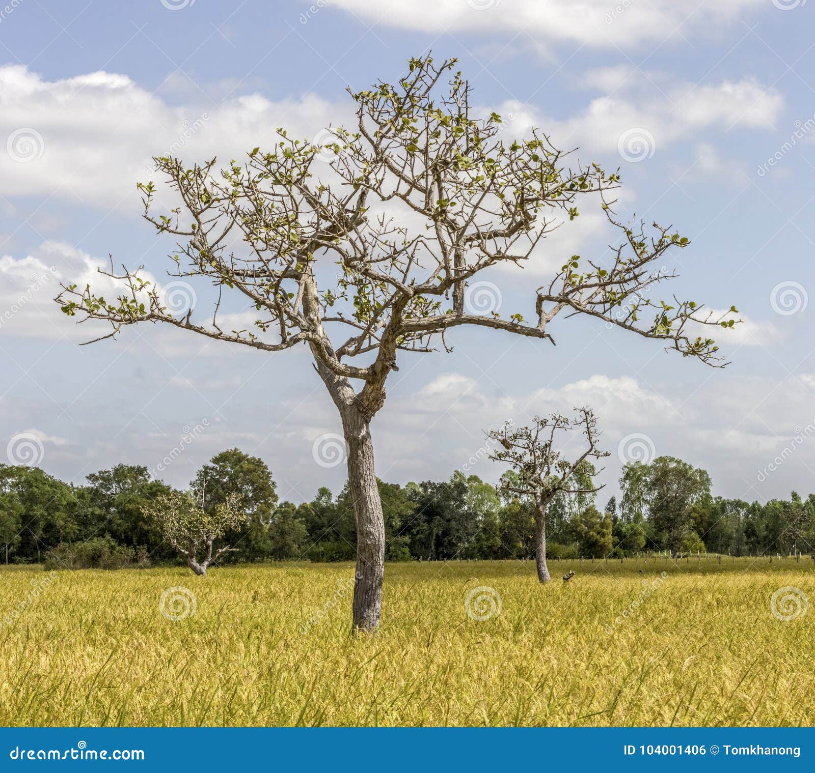 Tree in the rice field stock photo. Image of hill, grain - 104001406