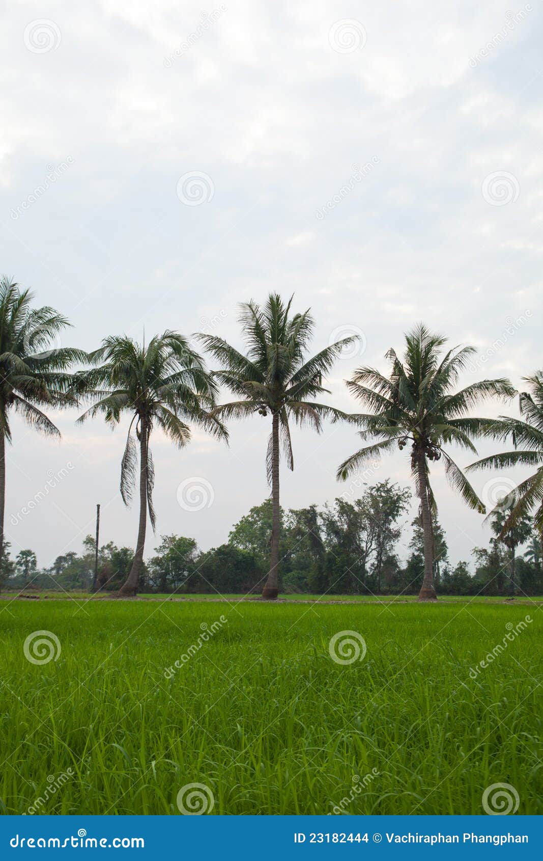 Trees in rice fields. stock photo. Image of crop, farmland - 23182444