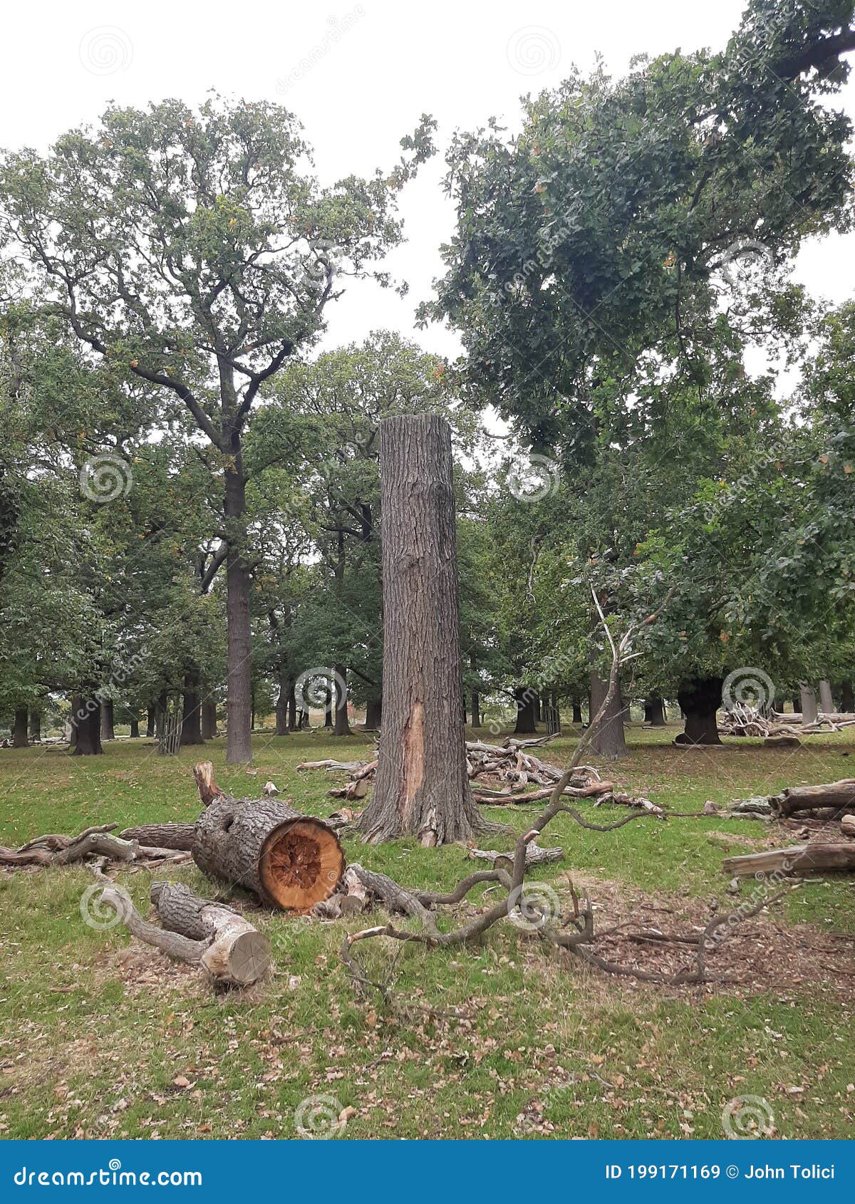 Richmond park trees stock image. Image of flower, wall - 199171169
