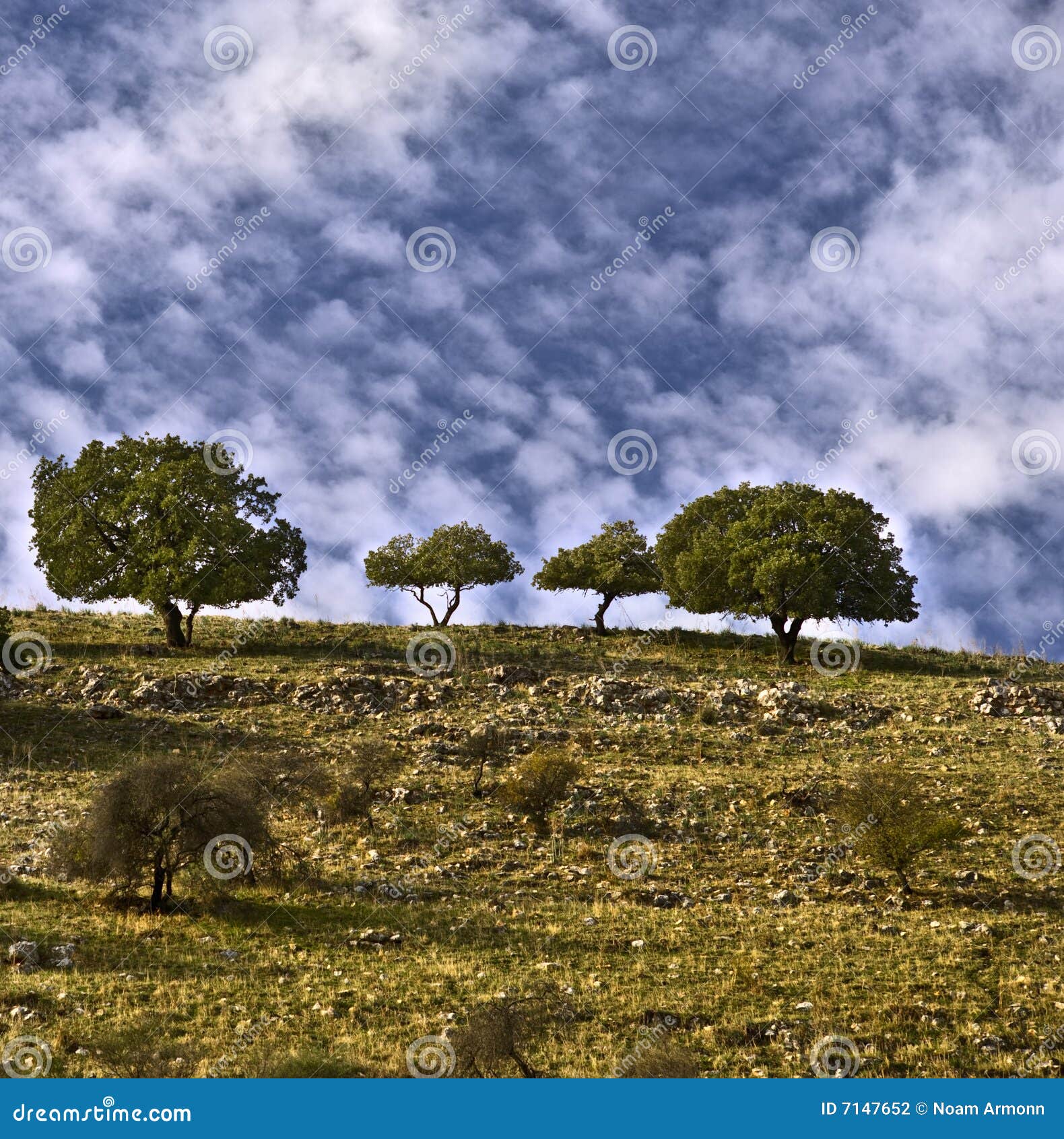 Trees on the ridge stock photo. Image of grass, country - 7147652