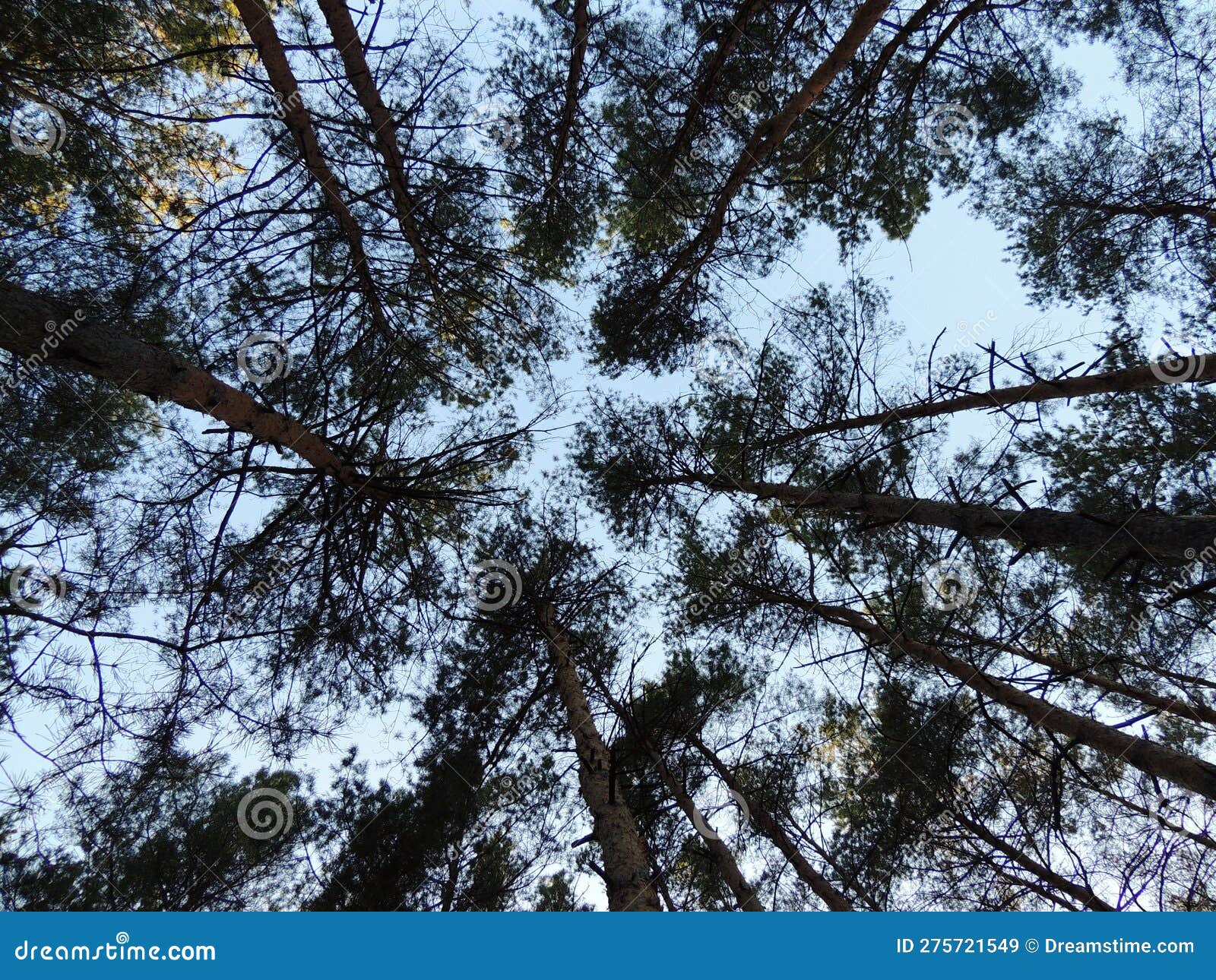 Trees rise high to the sky stock image. Image of leaf - 275721549