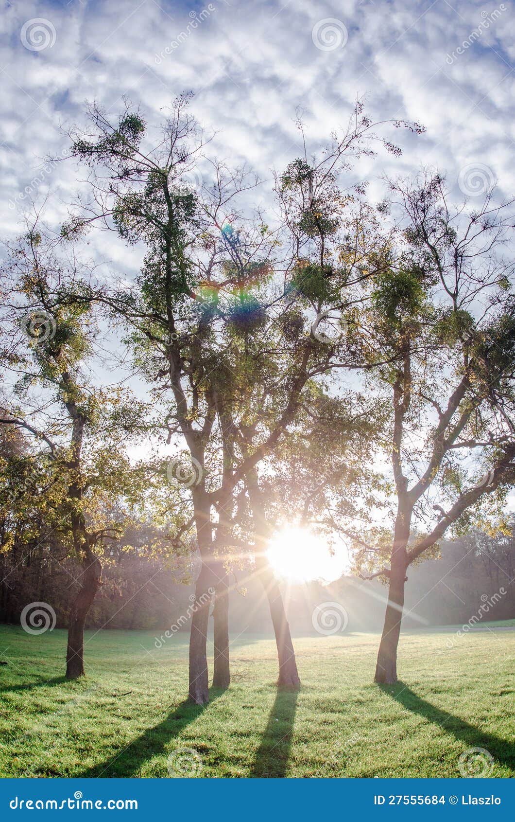 Trees in the rising sun stock photo. Image of spring - 27555684