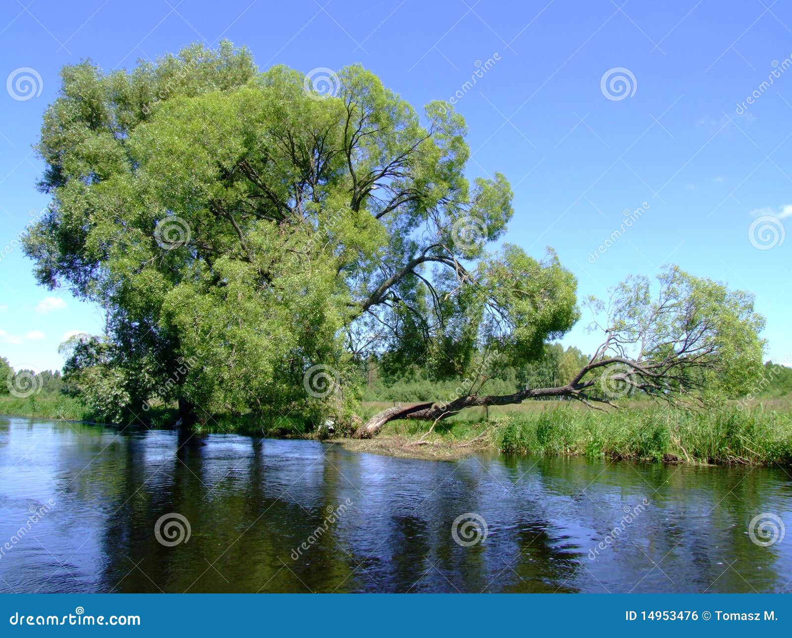 Trees by the river stock photo. Image of view, green - 14953476
