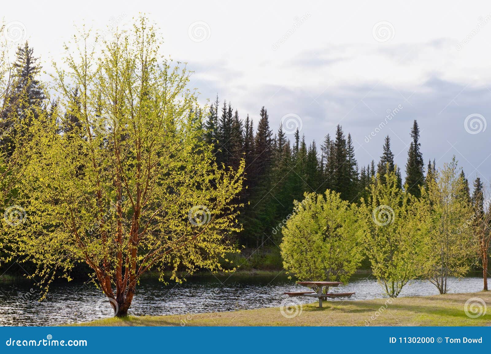 Best Trees To Plant On A River Bank at Jill Deleon blog