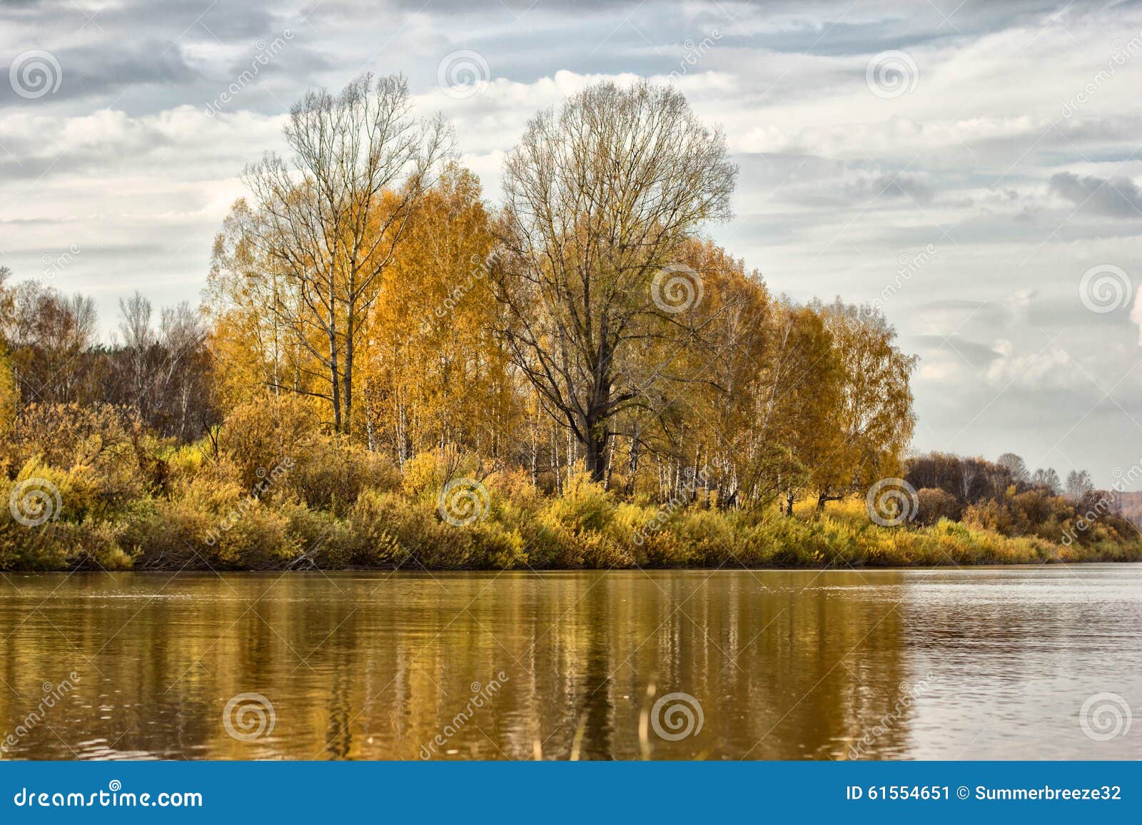 Trees on the river bank stock image. Image of autumn - 61554651