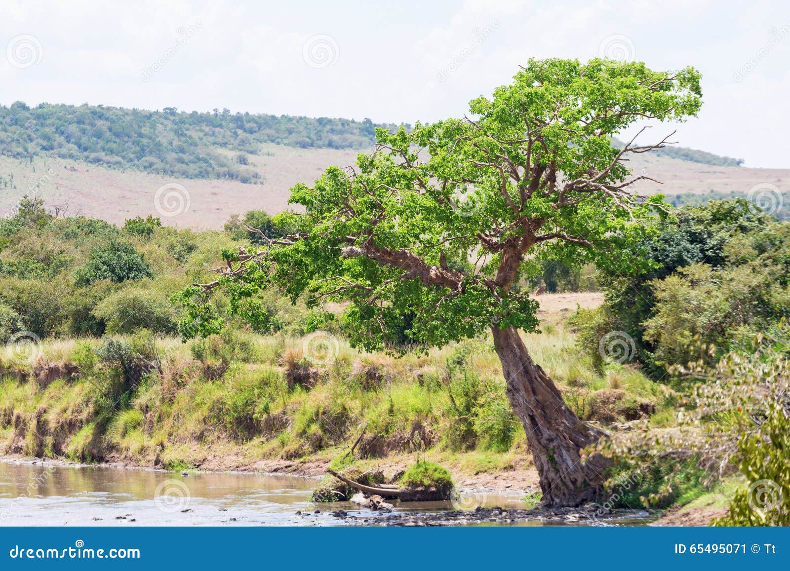 Trees on the river bank stock image. Image of river, calm - 65495071