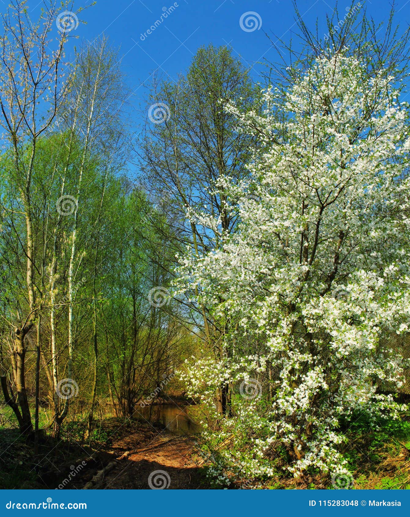 Trees on the river Bank stock photo. Image of nature - 115283048