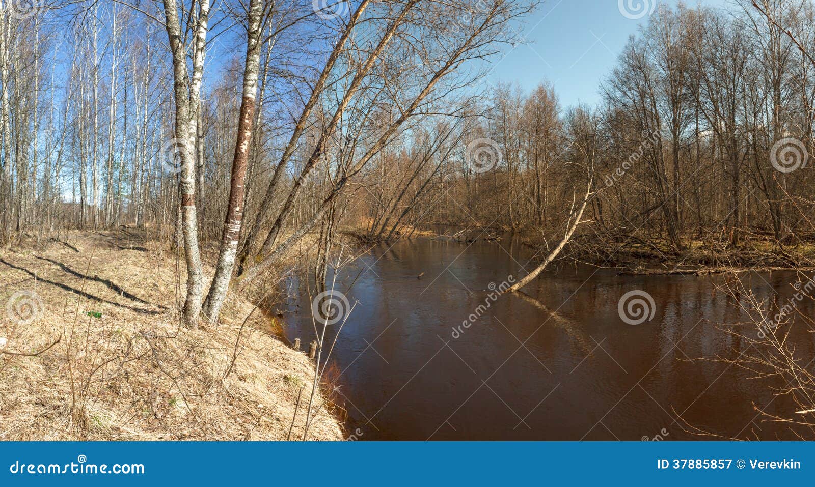 Trees on River Bank in the Spring. Stock Image - Image of revival, high ...