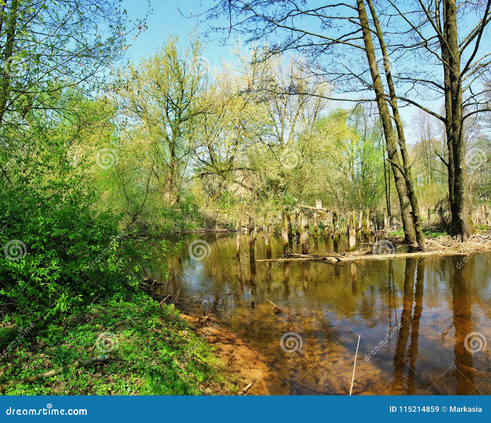 Trees on the River Bank in Spring Stock Image - Image of spring, park ...