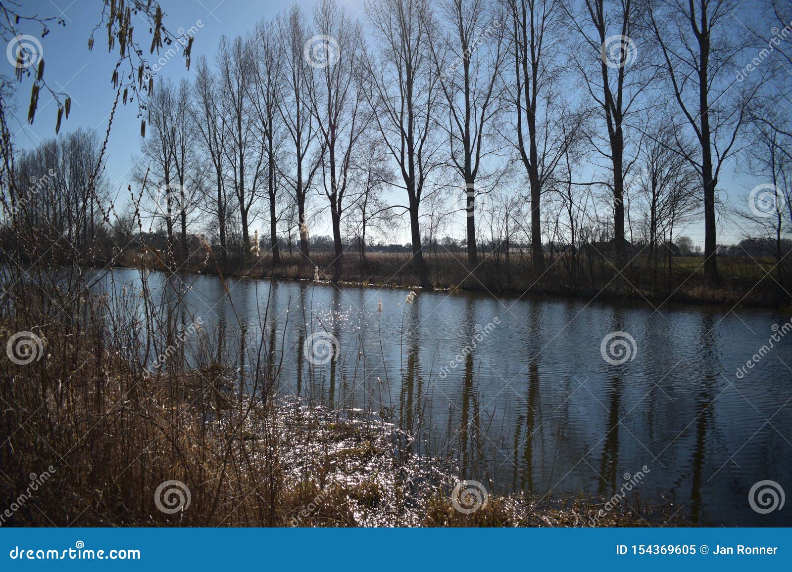 Trees on a river bank stock image. Image of blue, trees - 154369605