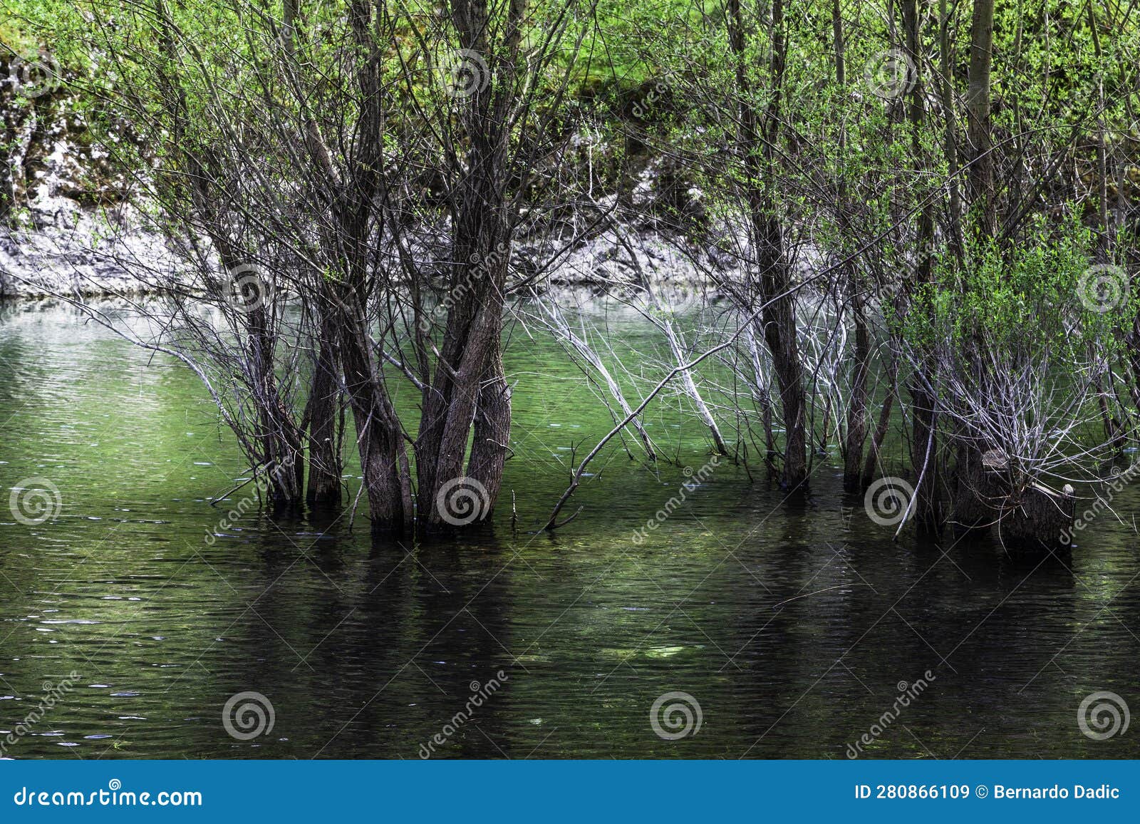 Trees in the river stock image. Image of tree, woodland - 280866109