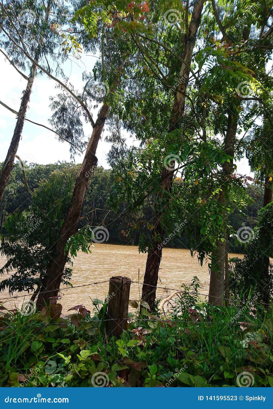 Trees by the river front stock image. Image of layout - 141595523