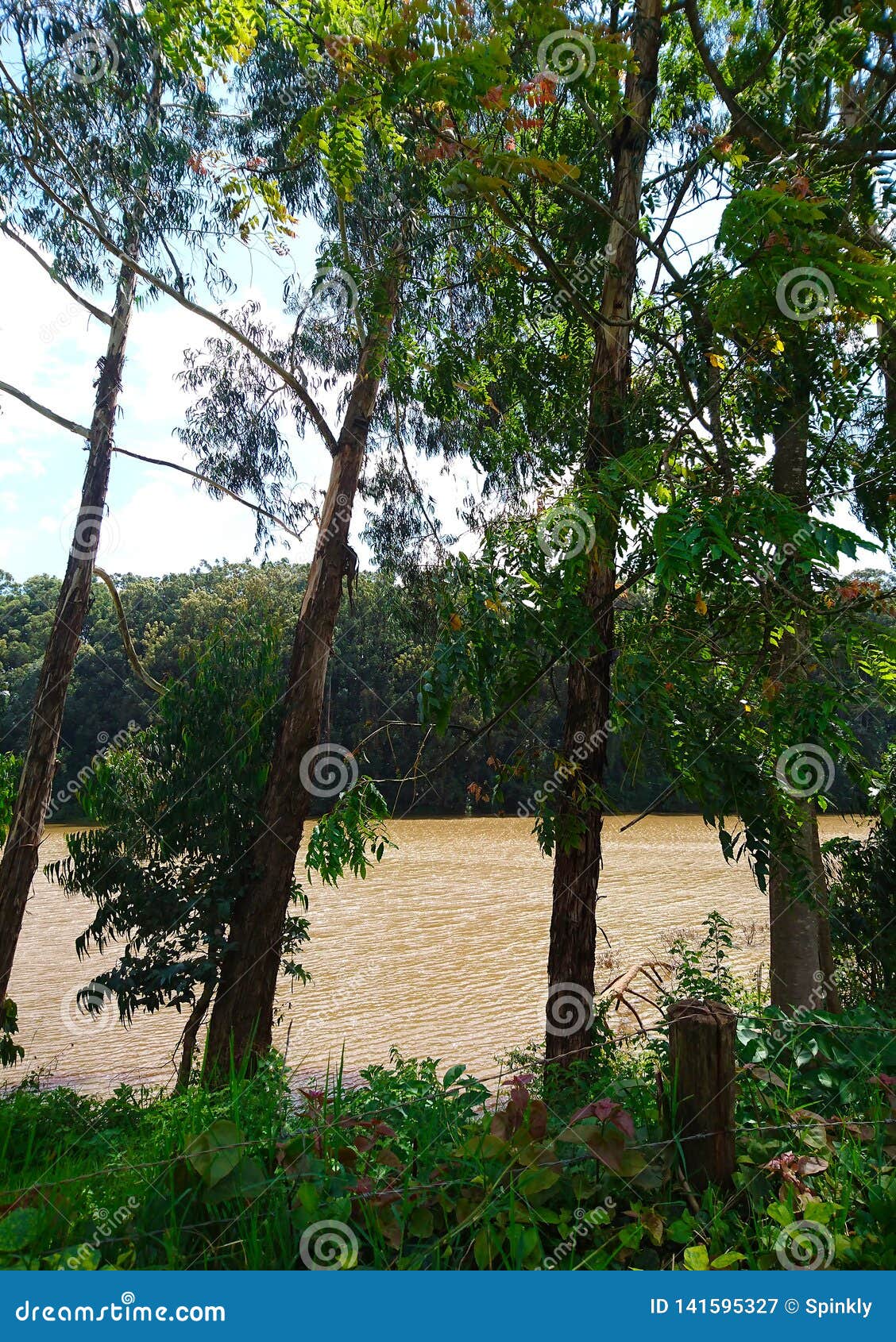 Trees by the river front stock image. Image of colour - 141595327