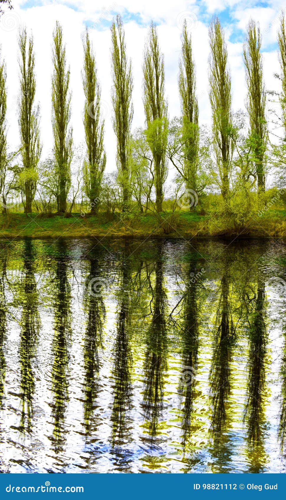Trees by the river stock photo. Image of beam, health - 98821112