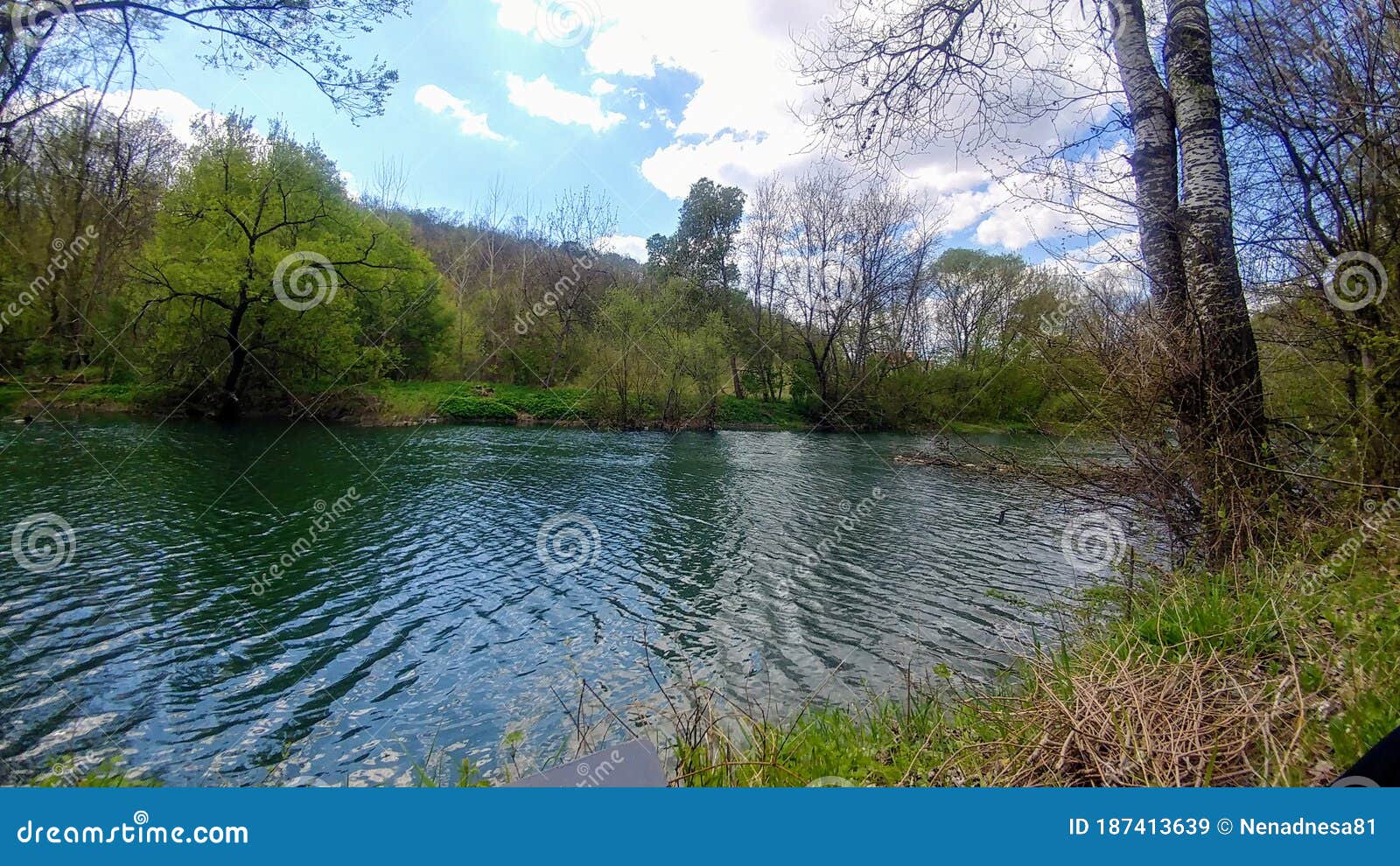 Trees by the river shore stock image. Image of tree - 187413639