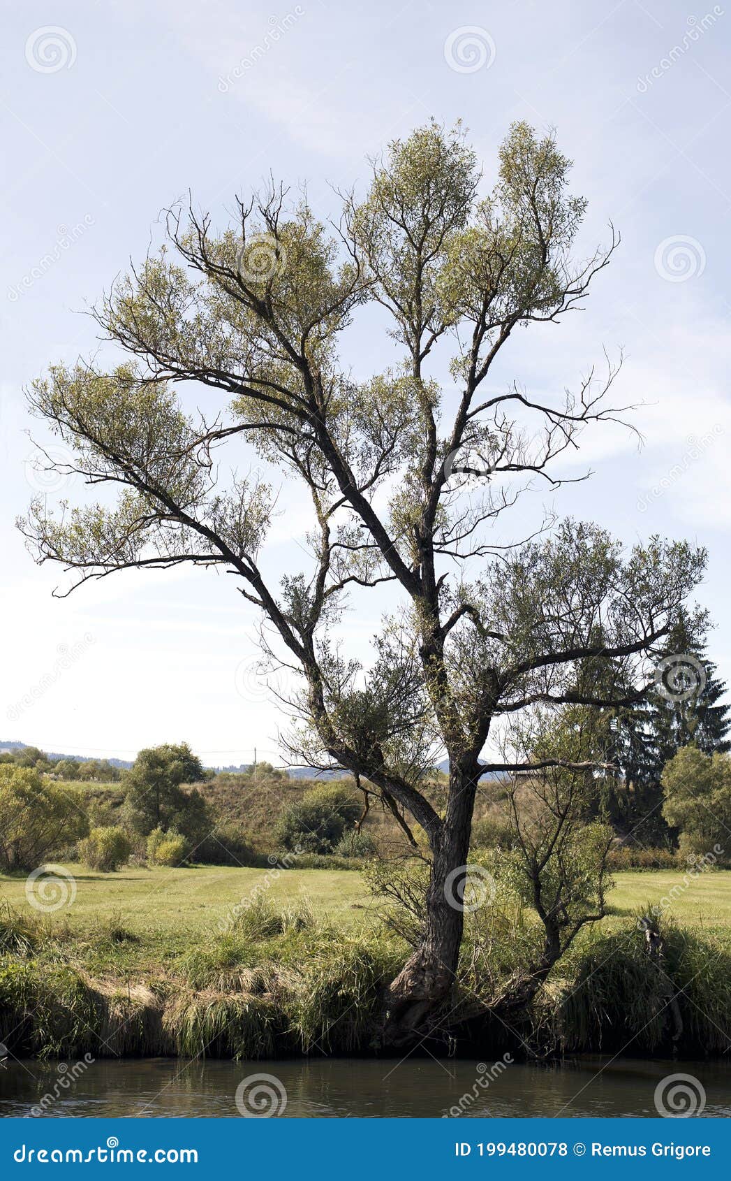 Tree near the river stock photo. Image of natural, leaves - 199480078