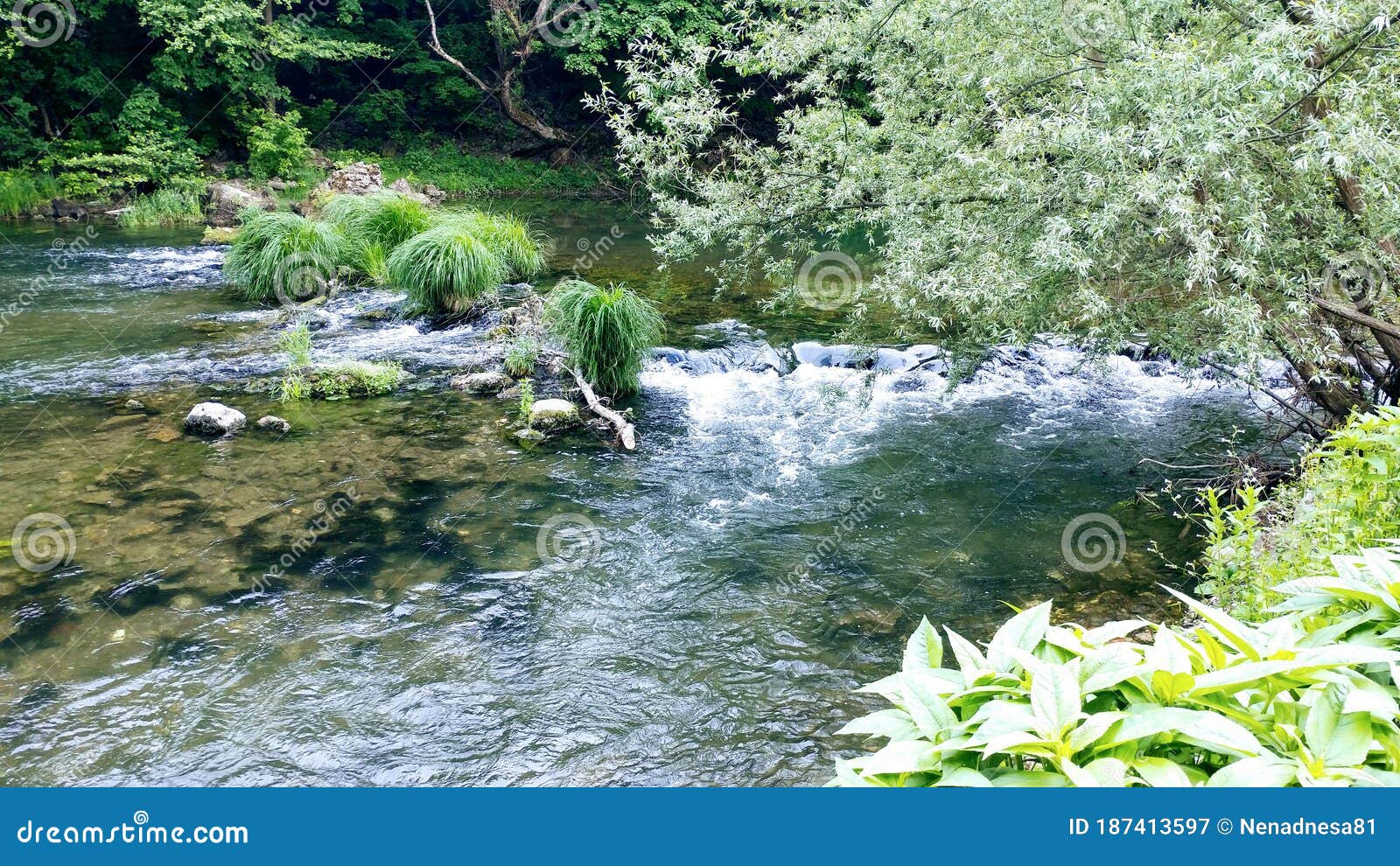 Trees by the River Shore with a Streaming Water Stock Image - Image of ...