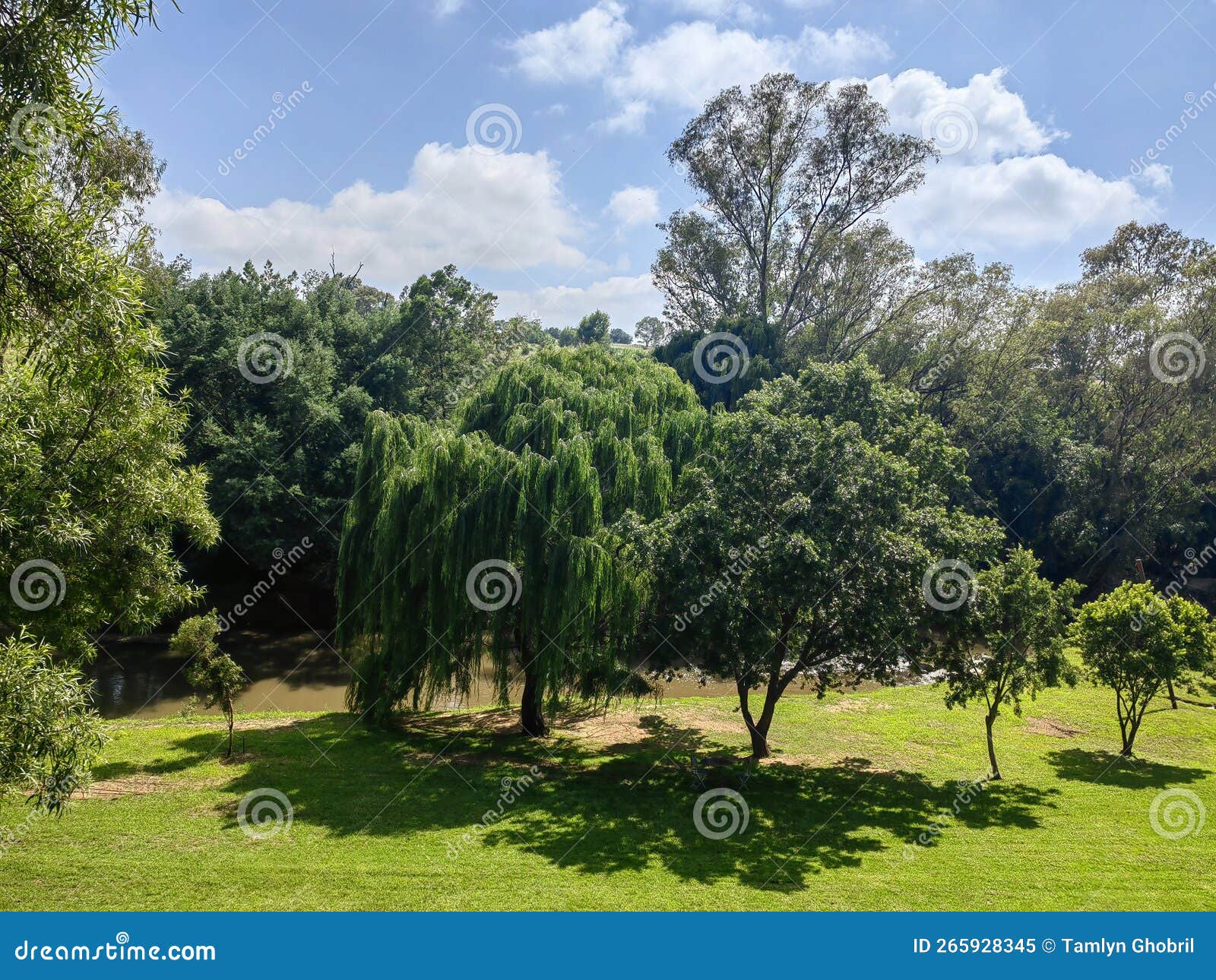 Trees by the river side stock image. Image of plant - 265928345