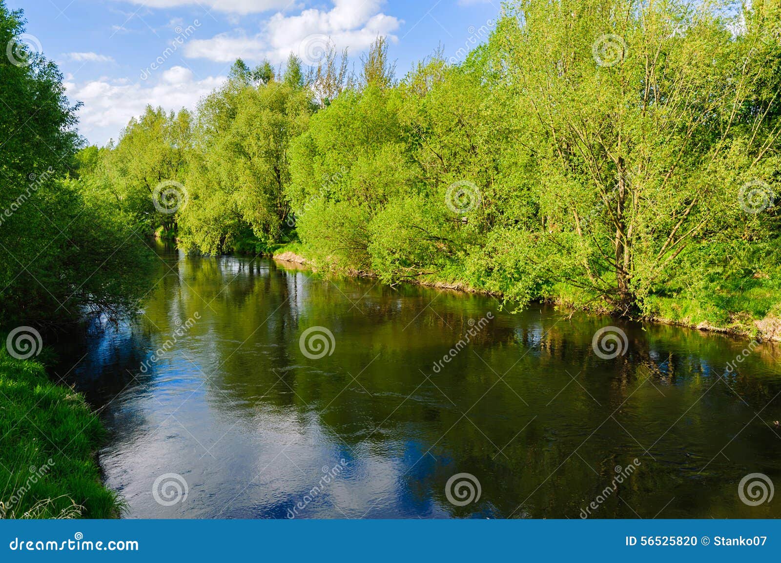 Trees by the river stock photo. Image of forest, leaves - 56525820
