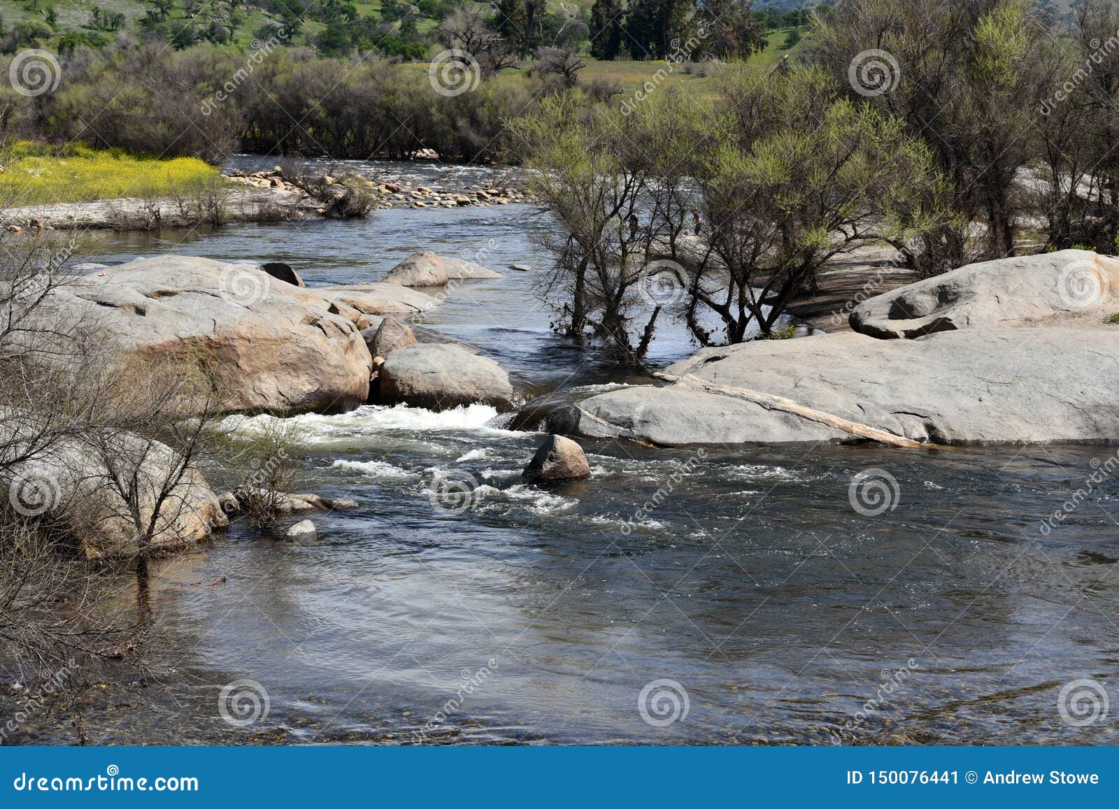 Trees in river with stream stock image. Image of tourism - 150076441