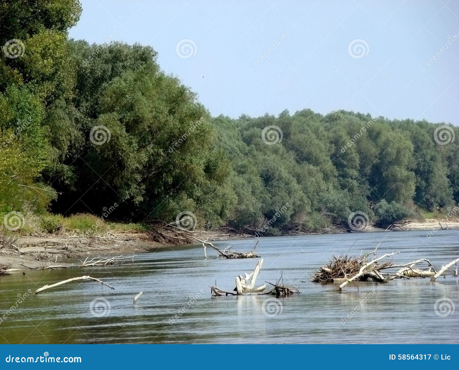 Trees on river stock image. Image of islands, trees, river - 58564317