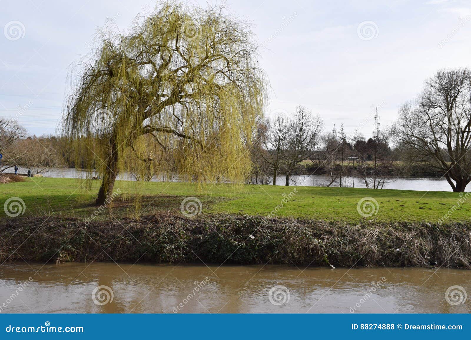 Trees and river stock photo. Image of grass, city, leafs - 88274888