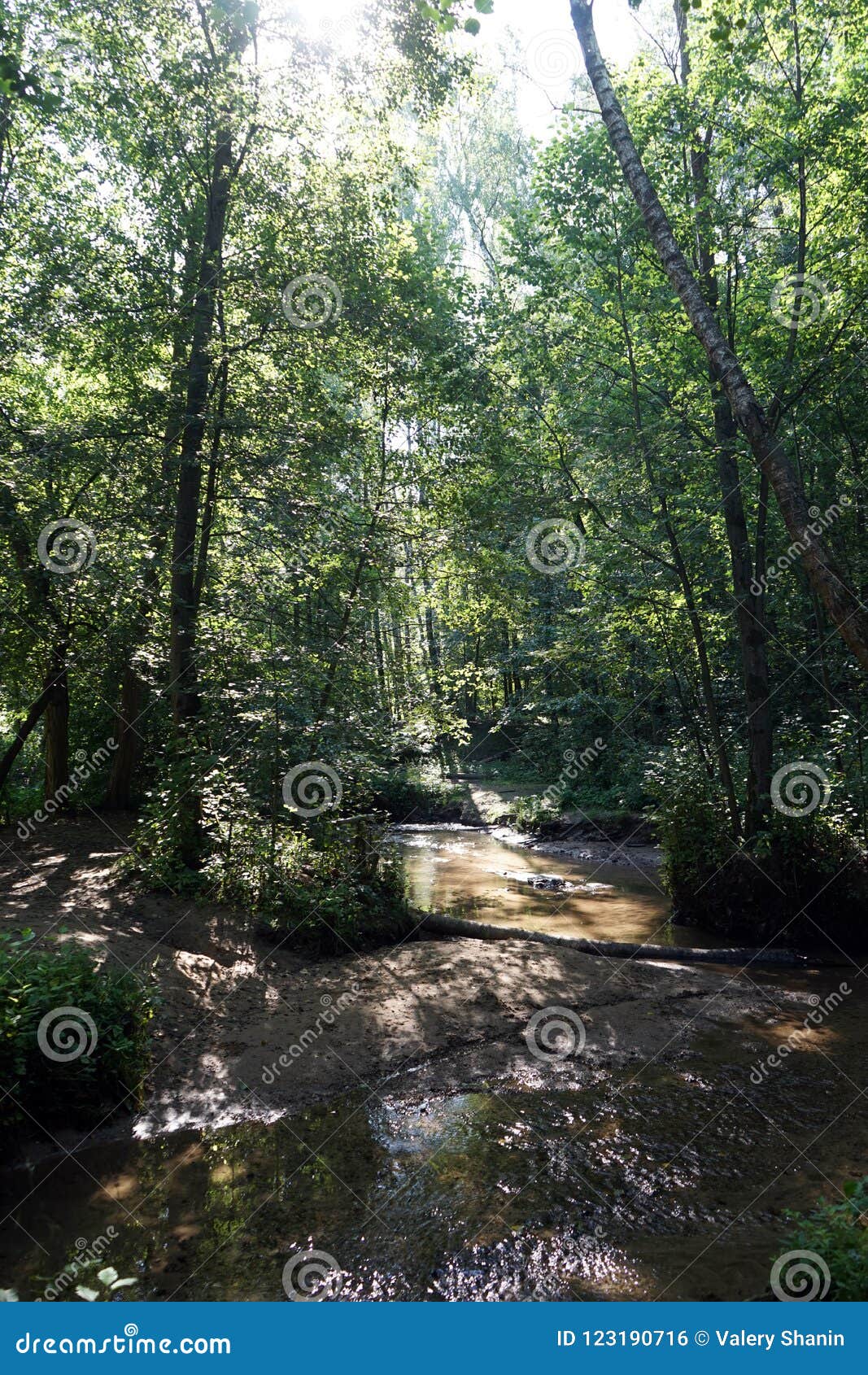 Trees and river stock photo. Image of river, forest - 123190716
