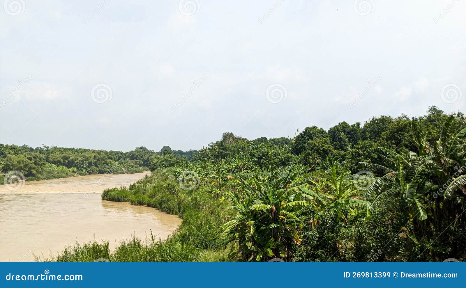 Trees by the River, Tropical Island and River Views Stock Image - Image ...