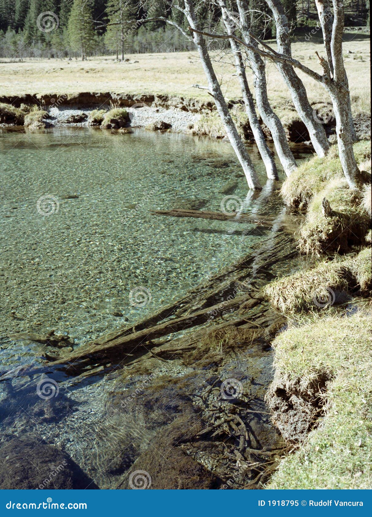 Trees on riverbank stock image. Image of countryside, tree - 1918795